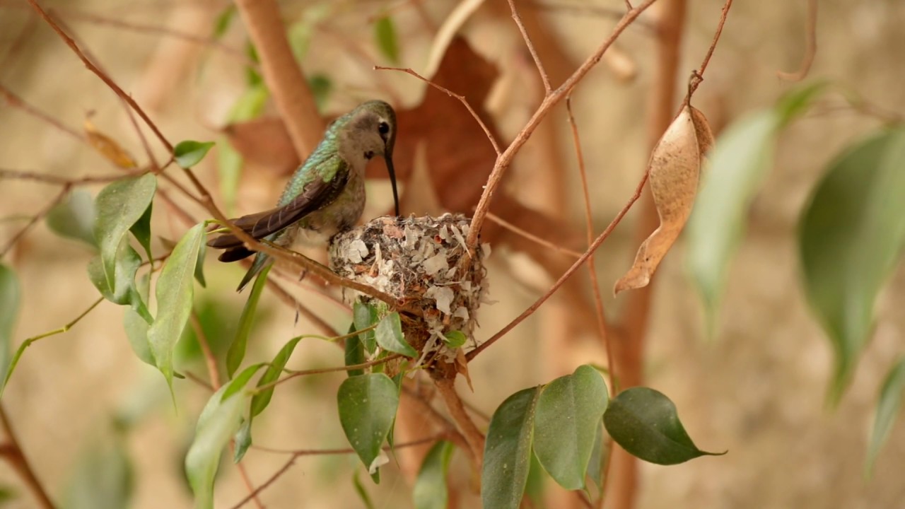 Hummingbirds Hatch - Day 1 - YouTube
