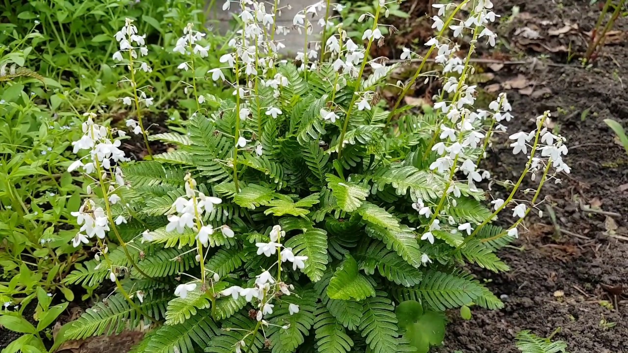 Птеридофилум Рацемозум (Pteridophyllum racemosum) - YouTube