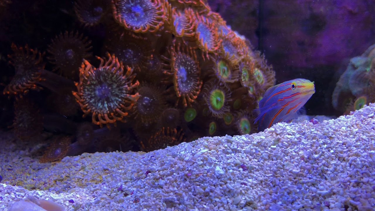 Rainford's goby cleaning house - YouTube