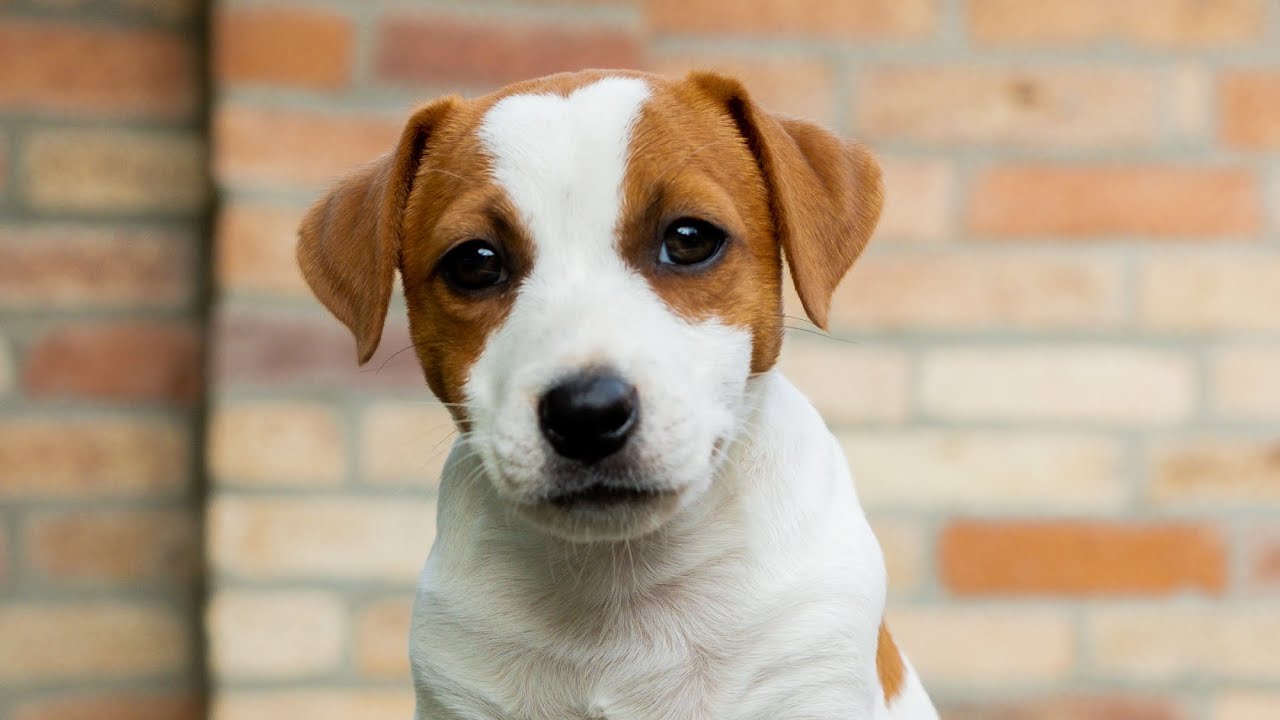 Džek rasel terijer Fića🚗 @PUDJAification - YouTube