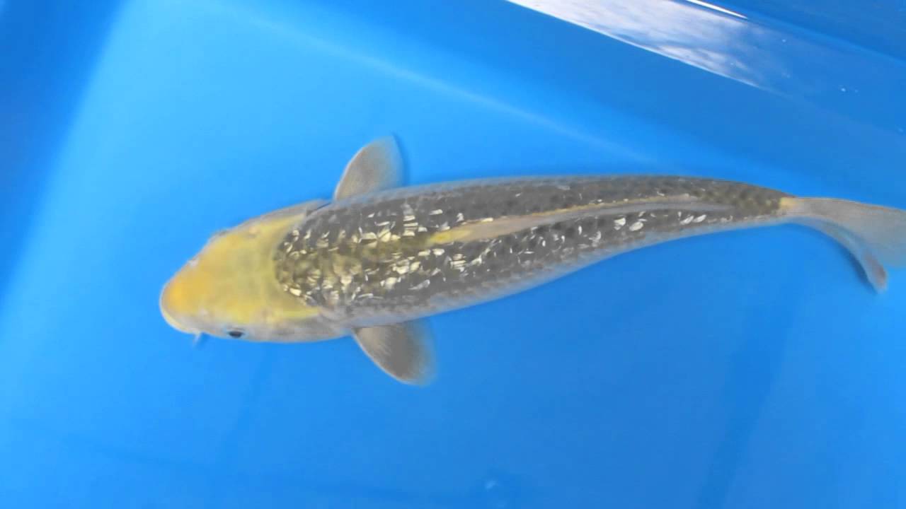 15"-16" Ginrin Midorigoi Koi Fish - YouTube