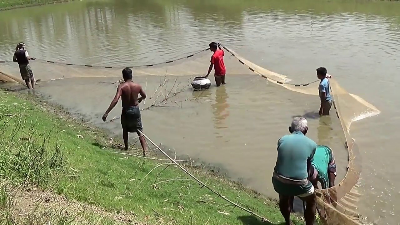 Amazing Traditional Net Catch Fishing on the village Pond | Amazing ...
