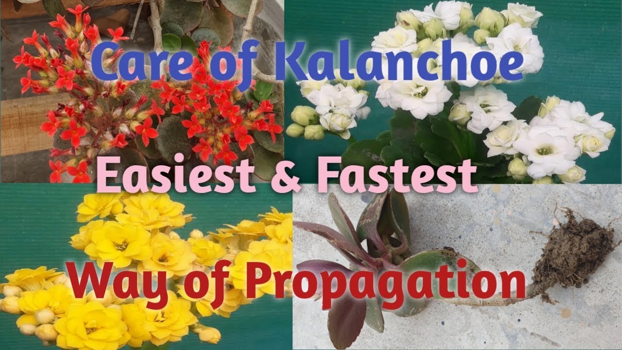 Care and Propagation of Kalanchoe Plant/How to grow and care Kalanchoe ...