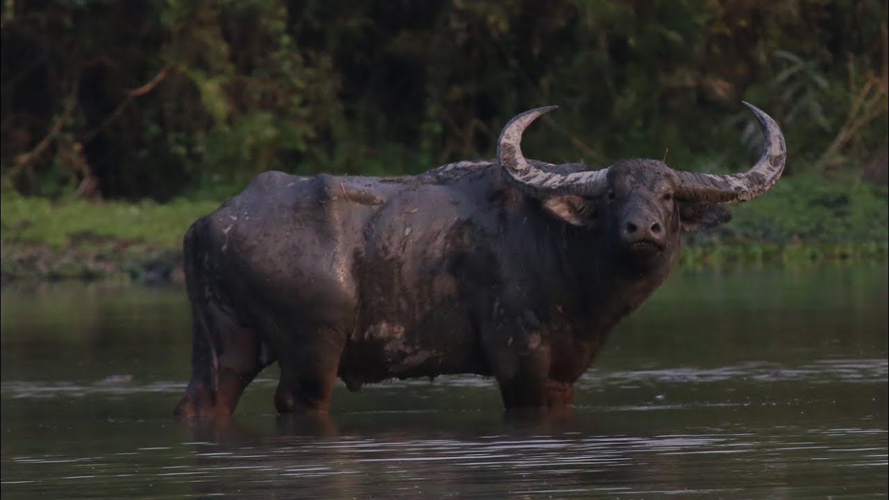 Battle for Dominance: Tiger vs. Wild Water Buffalo in Kaziranga ...