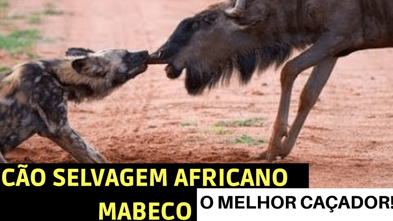 CÃO SELVAGEM AFRICANO (MABECO), O MELHOR CAÇADOR! - YouTube