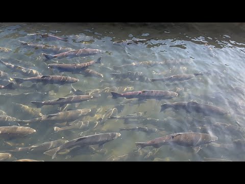 Salmon Olympics at Tumwater Falls Hatchery: Watch Them Defy Waterfalls ...