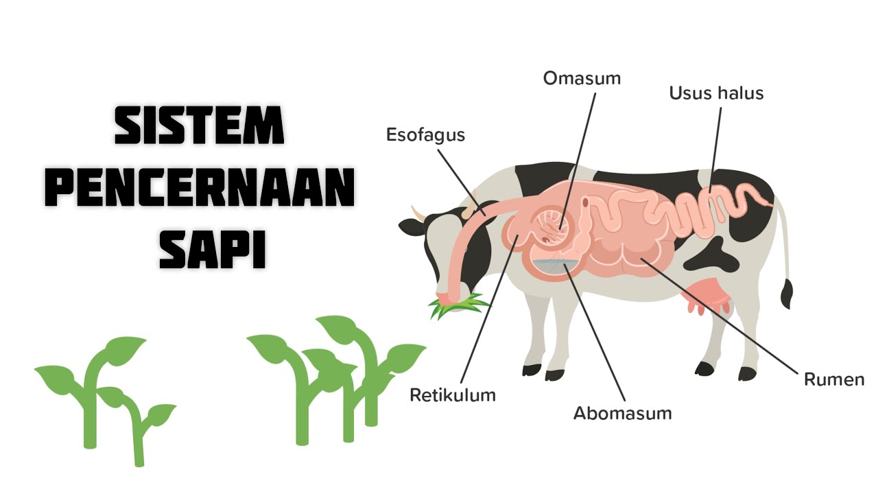 SISTEM PENCERNAAN SAPI (RUMINANSIA) - YouTube