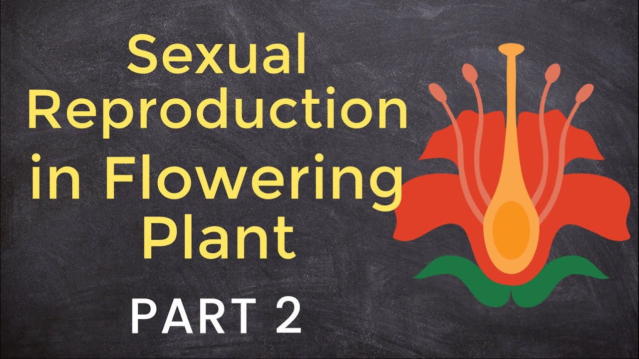 02 Sexual Reproduction In Flowering Plants Pollination And Agents Of