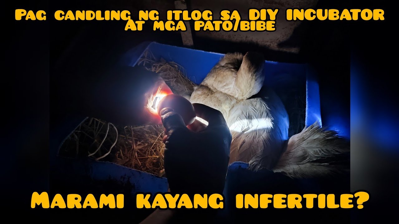 HOW TO CANDLING MUSCOVY DUCKS EGG | PAANO MAG ILAW NG ITLOG NG PATO ...