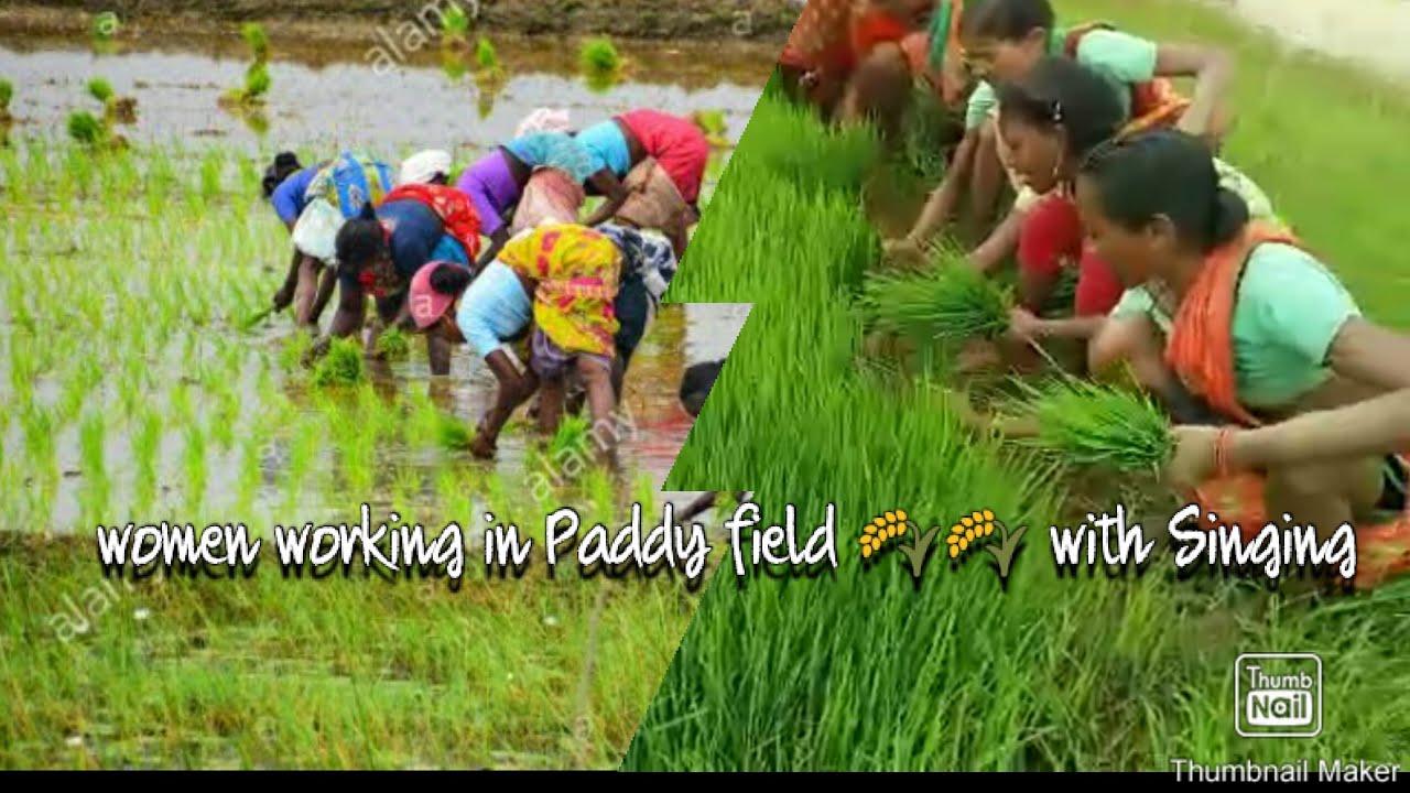 women working paddy field 🌾🌾🌾 with Singing ️ ️ - YouTube