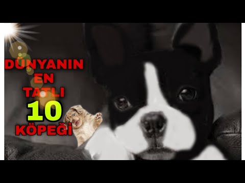 DÜNYANIN EN TATLI  10 KÖPEĞİ 🐕🐩 ( ÇOK TATLILAR )