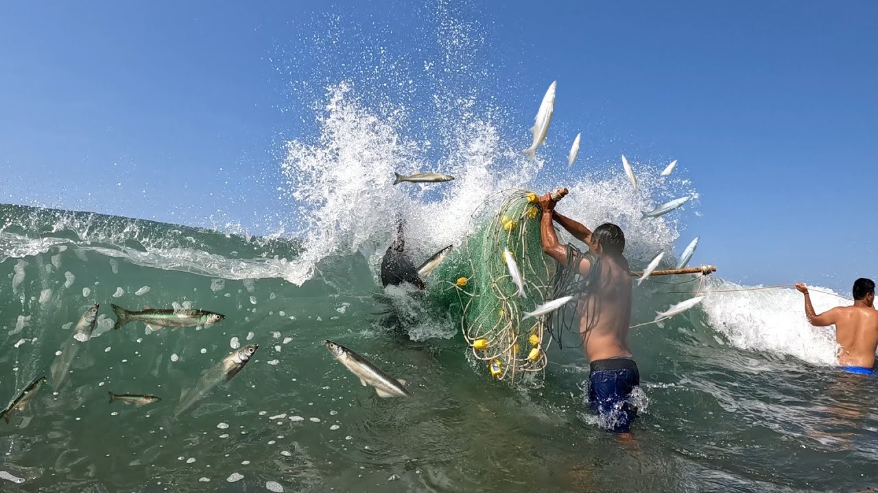 Increíble como estos hombres Pescan con Red de Arrastre Chinchorro ...