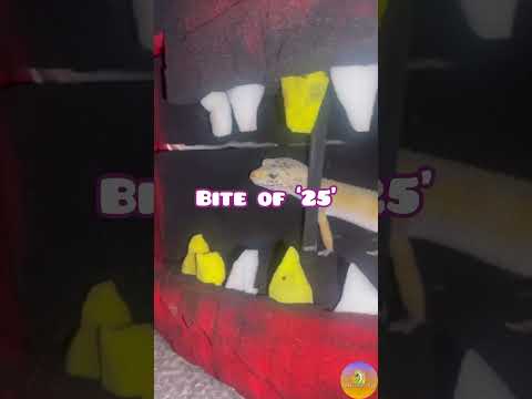 Cleo💛#fnaf #gecko #reels #reptiles #shorts #shortvideo #viral #viralvideo #cute #pets #trending