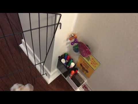 Rabbit opens door to escape ... or does he just prefer it open 💛