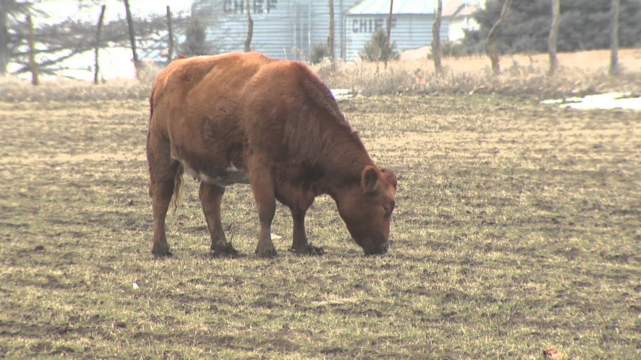 Sustianable Crop/Animal Integration - YouTube