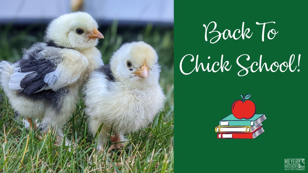 Back to School - Chick School! - YouTube