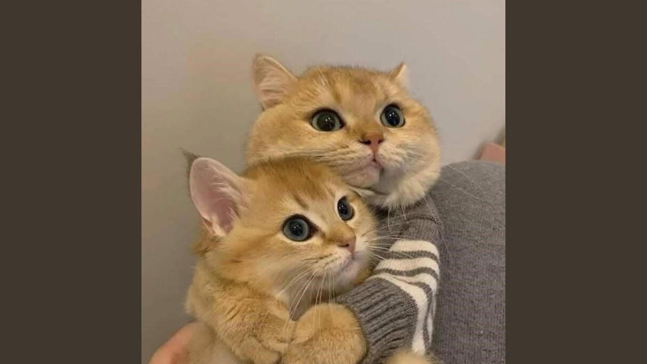 Elyn Leong - YouTube