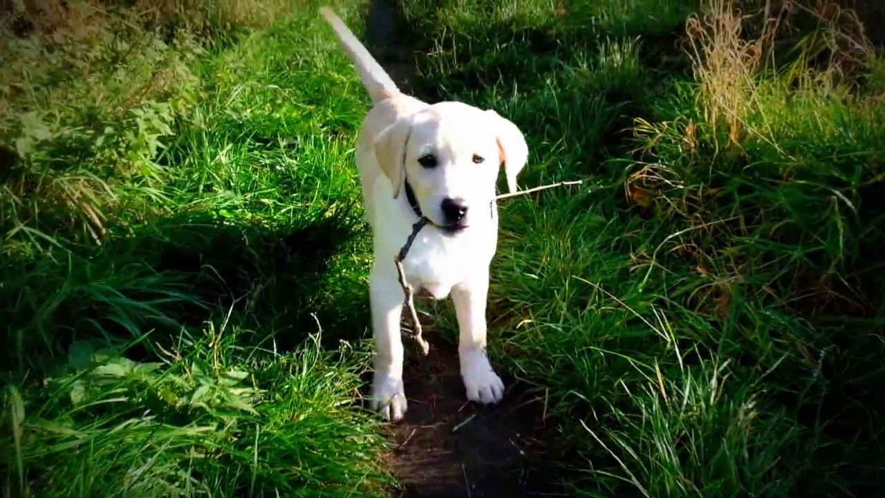 FULL OF THE MAGIC - Labrador retriever - Perfect Breed - 03.11.2016 ...