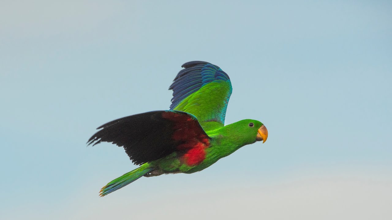 Marvelous Free Flight with Eclectus Parrots Experiencing the Beauty of ...