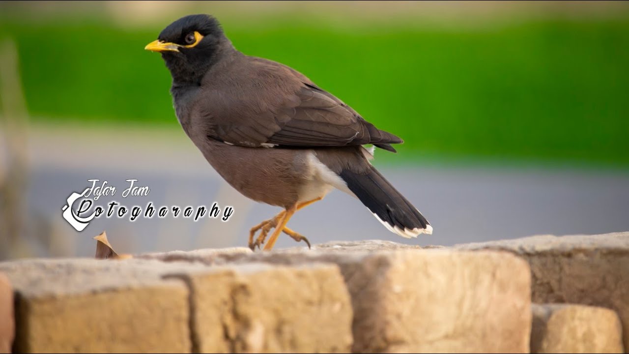 common mayna in youga - YouTube