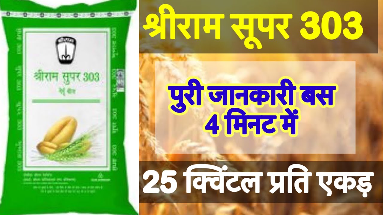 Shriram super 303 wheat seed price and details | shriram super 303 gehu ...