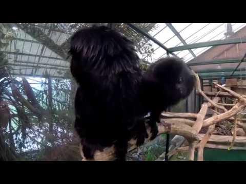 Cheeky wee monkeys - YouTube