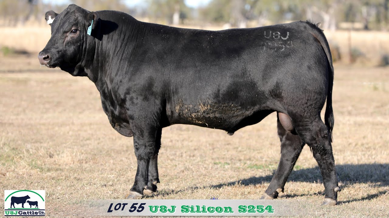 Lot 55 U8J Silicon S254 - YouTube