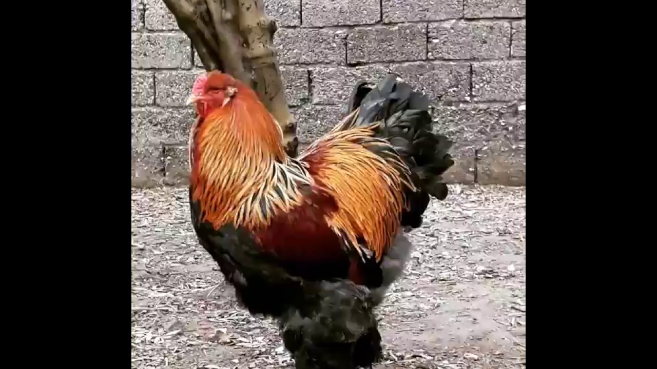 Gold Brahma Rooster, Horoz , Brahma Chicken - YouTube