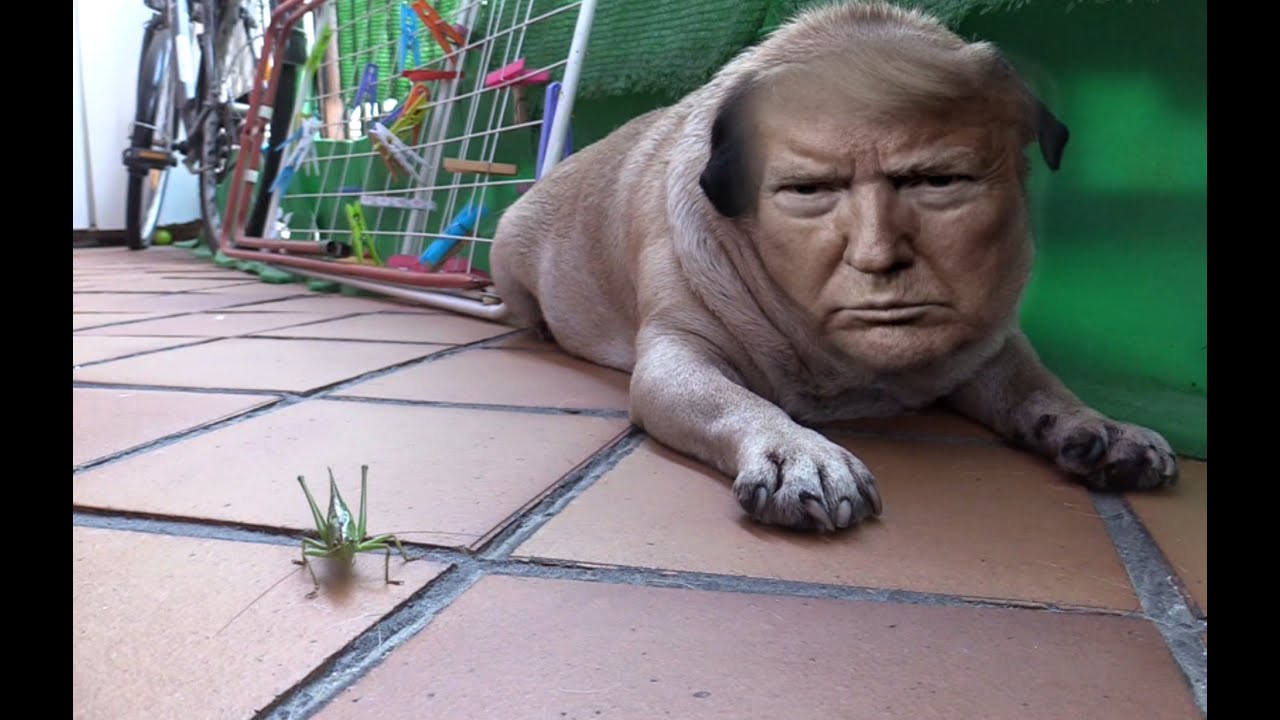 Trump Pug - YouTube