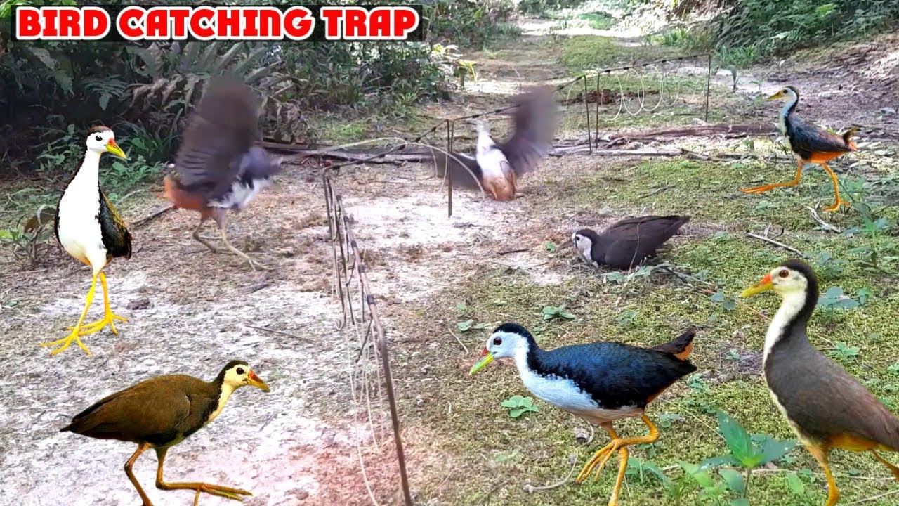 How to hunt birds | How to hunting birds | Easy way to catching birds ...
