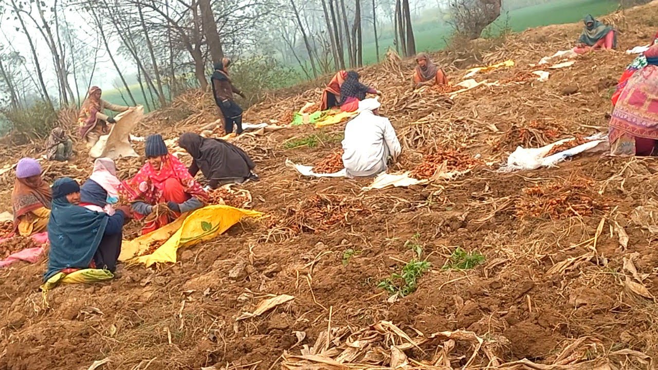 Journey of Turmeric: Cutting and Harvesting in the Fields". "Haldi Ki ...