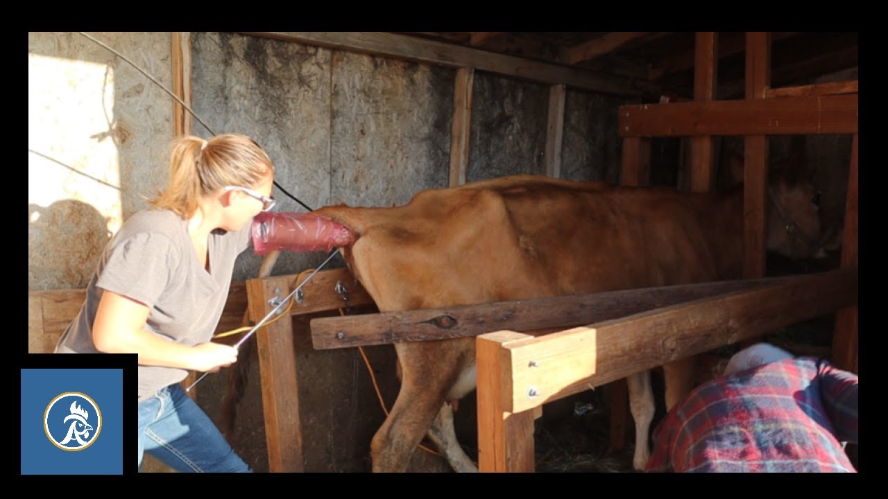 Cow AI Step 3 : Inseminate and Last Shot - Aleman Homestead 196 - YouTube