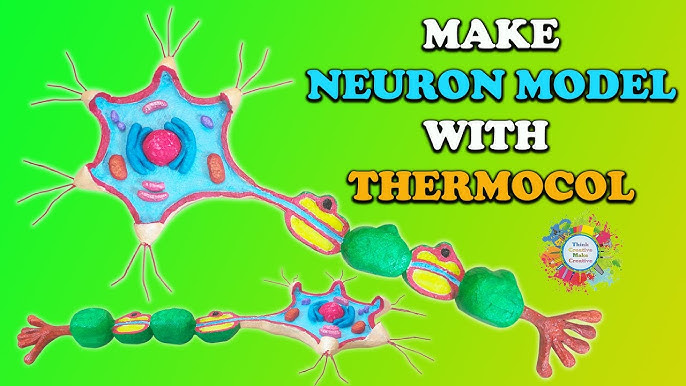 Neuron Cell Model 3d