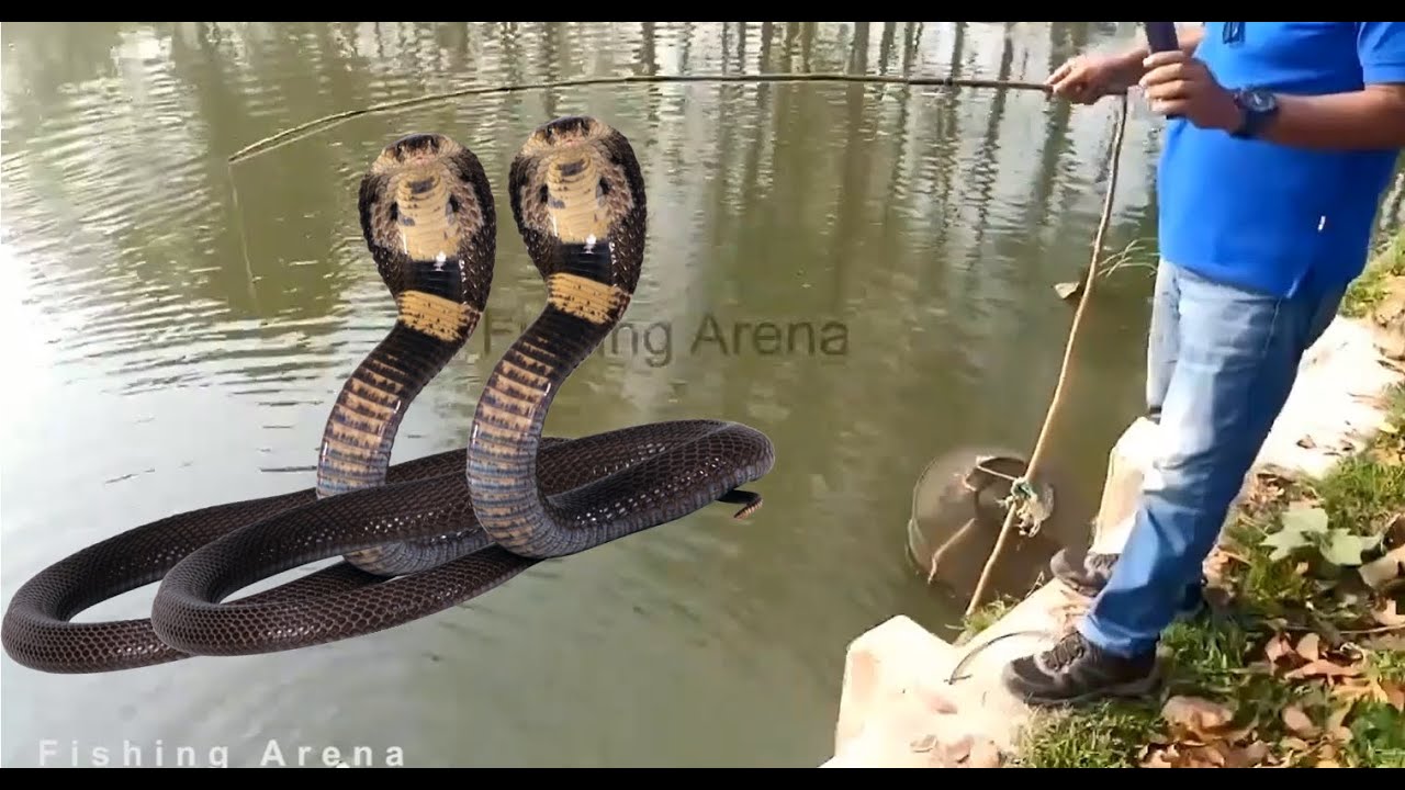 Snake caught on fishing rod! Omg I caught two snake on my fishing rod ...