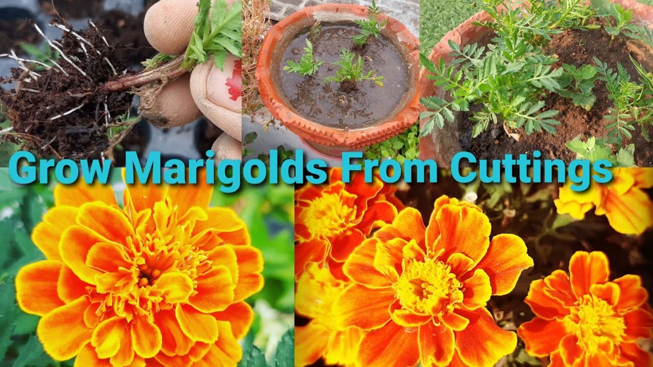 How To Grow Genda Plant From Flower at Miguelina Cotten blog