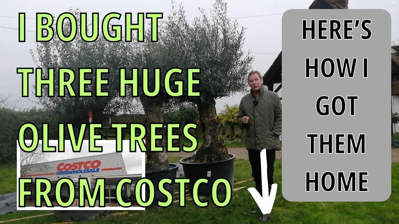 Huge Olive Tree Transportation - how to move huge plants - YouTube