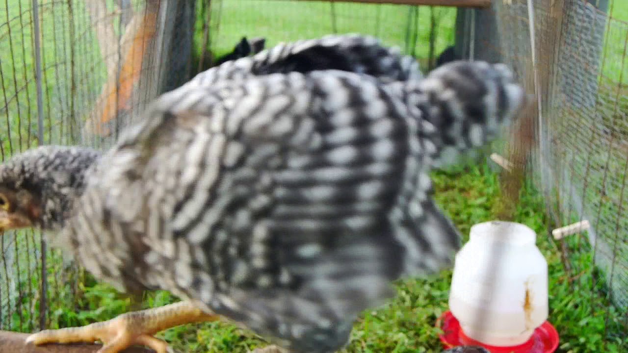 Barred Rock baby chicks - 4 weeks old - YouTube