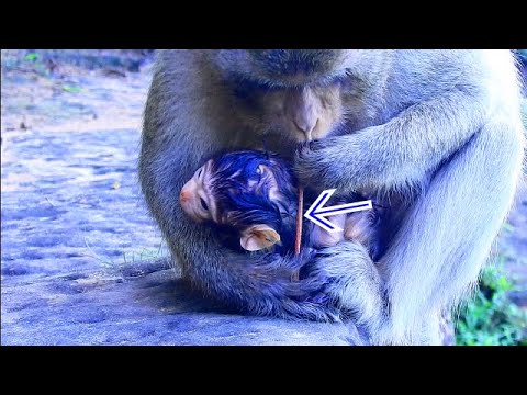 Just born baby monkey // Mom is cutting the baby's umbilical cord - YouTube