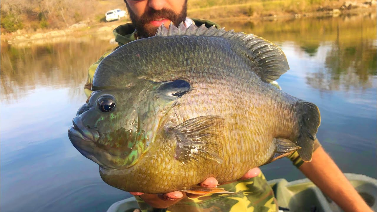 Largemouth Bass Eating Bluegill