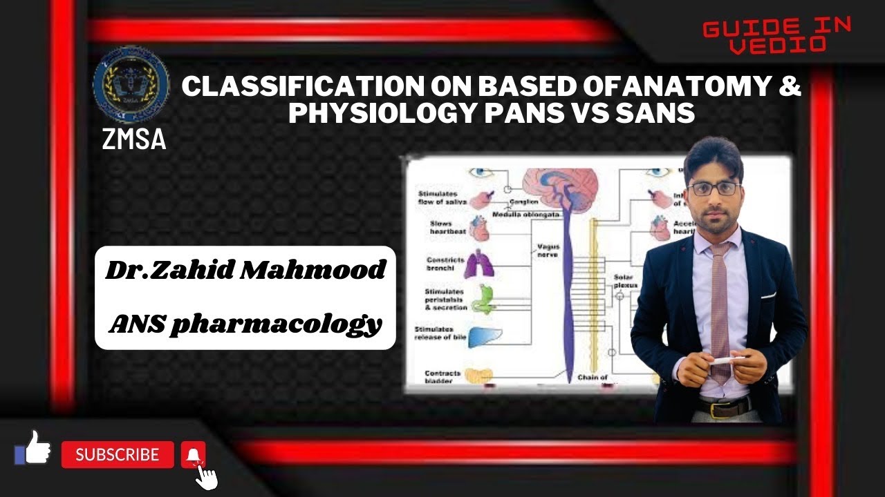 B.S-Lec:1part:2N.S Classification on based ofAnatomy&Physiology PANS vs ...