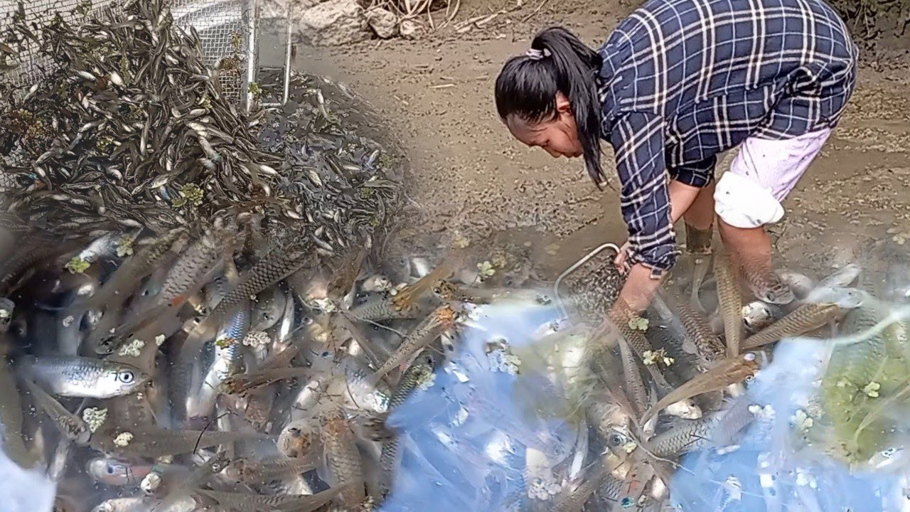 Catching million fish|Life in the province of Ifugao, Philippines - YouTube