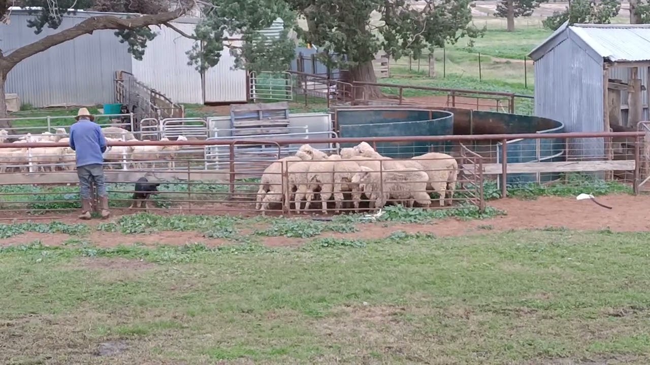 Mouse Entered In Forbes Working Dog Auction 2022 YouTube Mouse Entered In Forbes Working Dog Auction 2022 YouTube