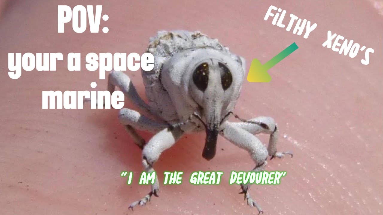 Mothsteel2 - Warhammer 40k Space marine 2 (beating da bugs wit da boys) - YouTube