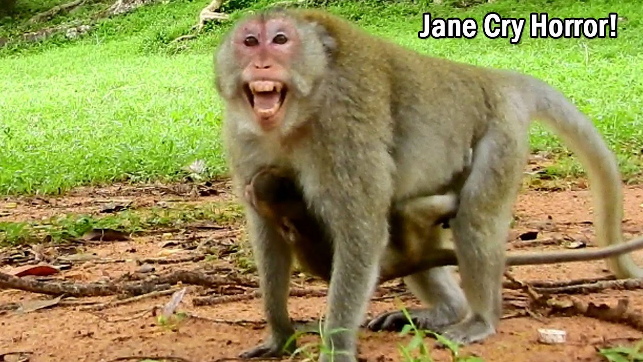 Terrible Cry! Jane crying loudly hurt...when Janet got attack from ...
