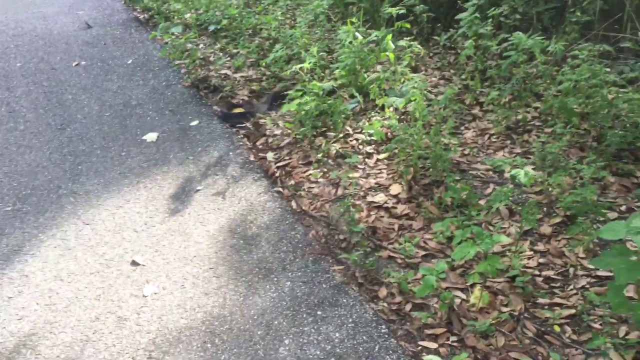 @trinamason snake on bike trail may 6 2020 Wednesday 6:02pm Florida ...