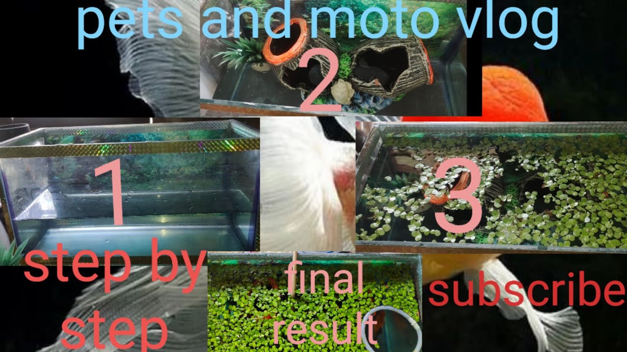 new molly fish tank #aquariam set up #pets and moto vlog - YouTube