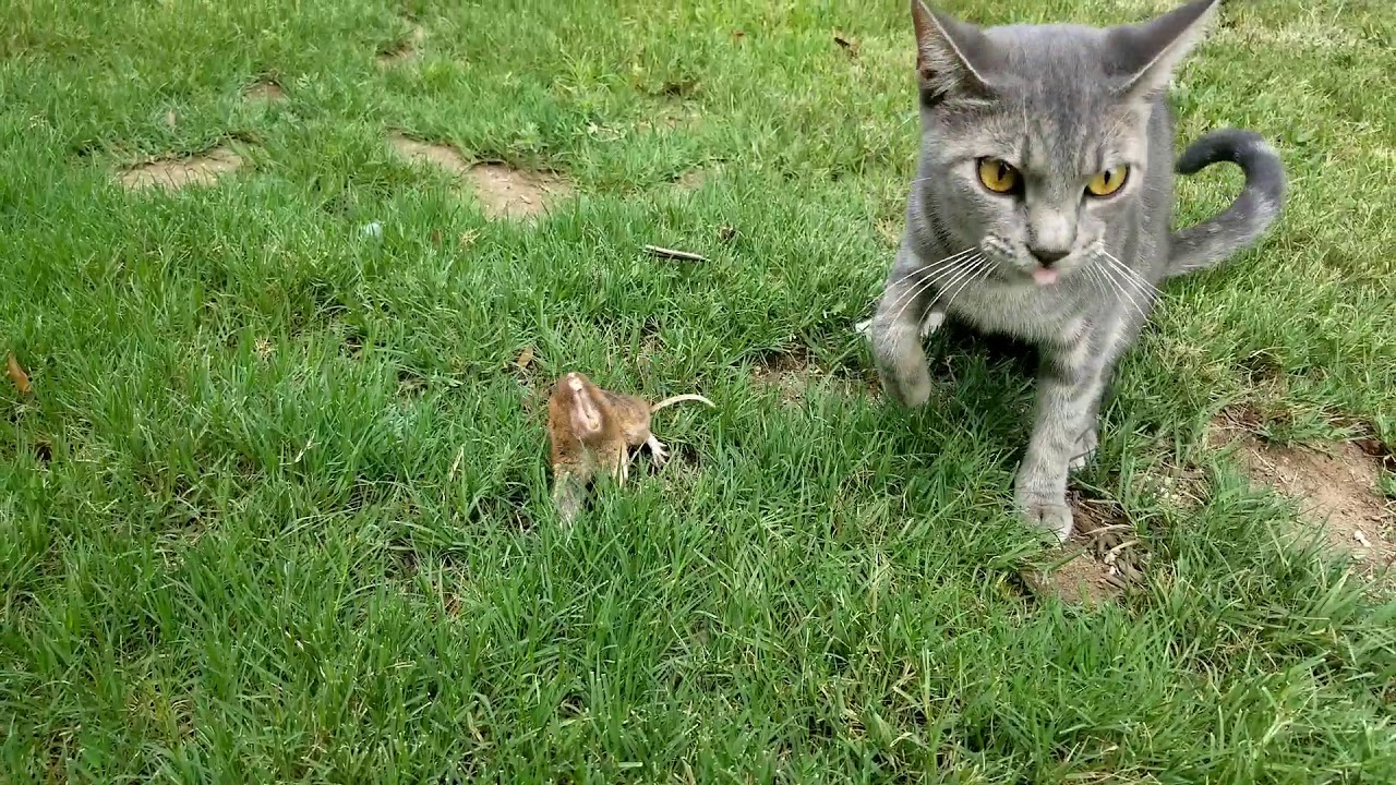 WORLDSTAR Cat vs California Vole fight - YouTube