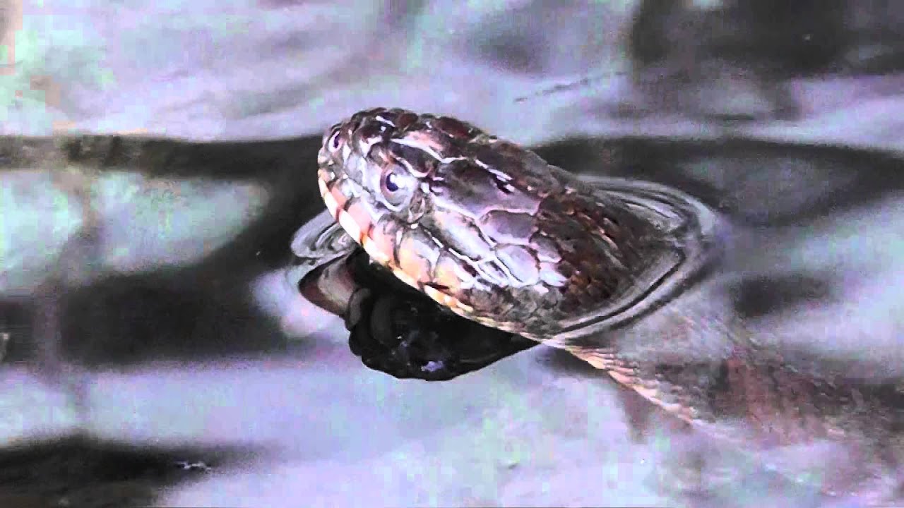 Amid Nature - Snake Watersnake Closeup Headshot Midland / Northern ...