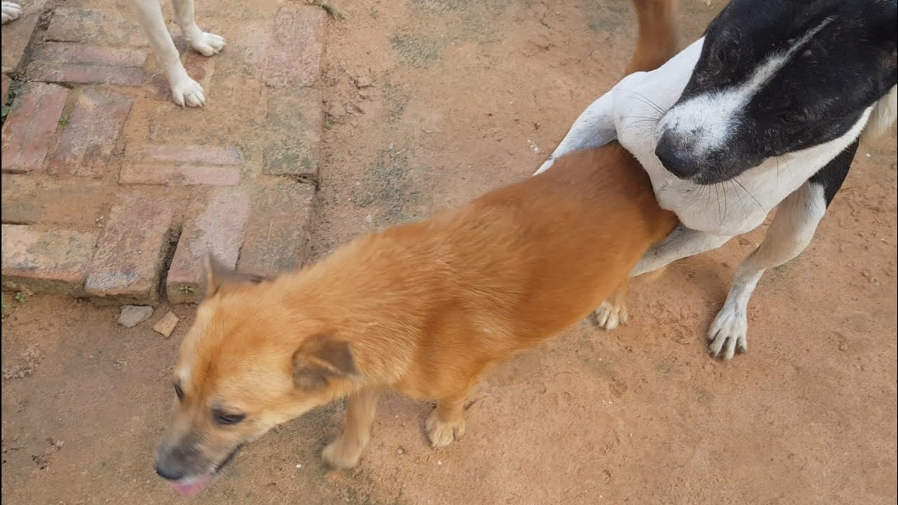 Funny Rural Dog Meeting Each other in the Evening Part l - YouTube