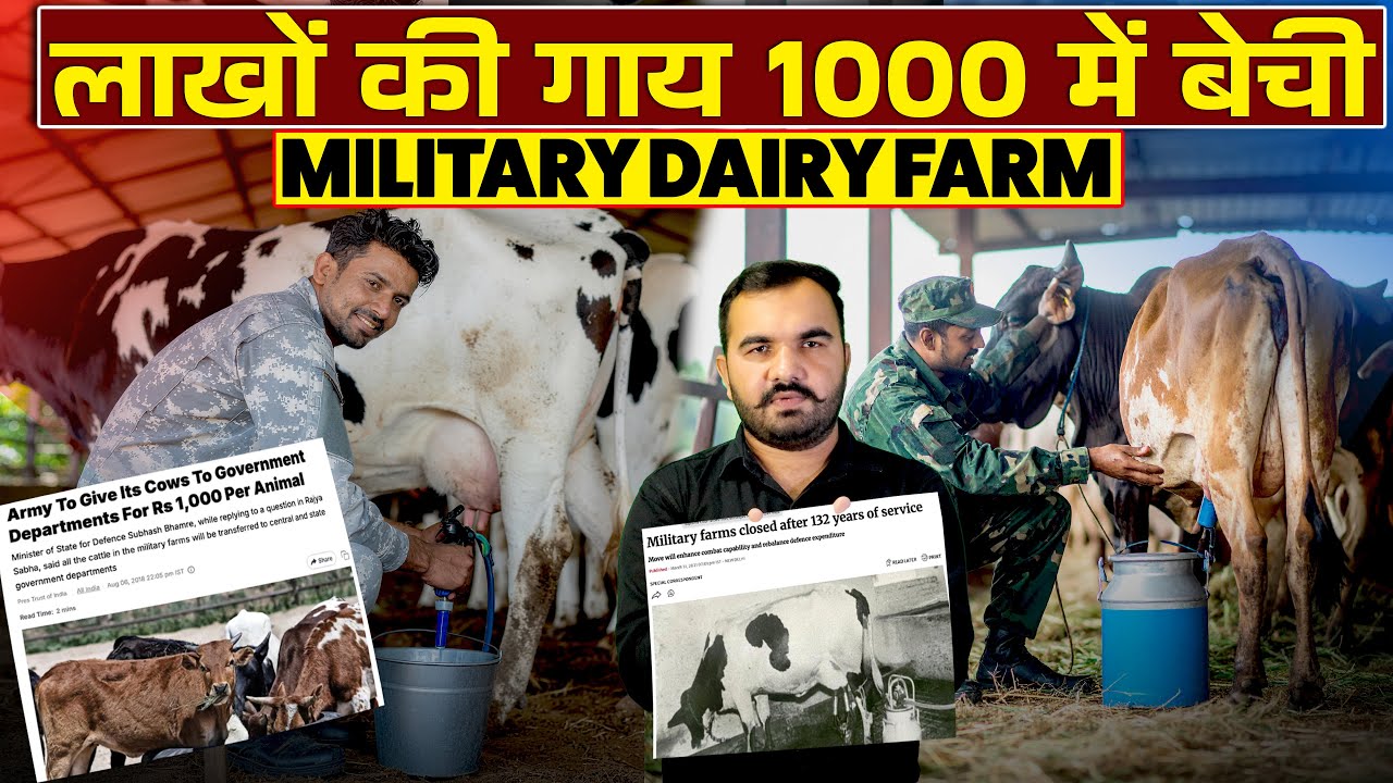 आर्मी का डेरी फ़ार्म | सेना की गाय How 132-Year-Old Army Dairy Farms ...